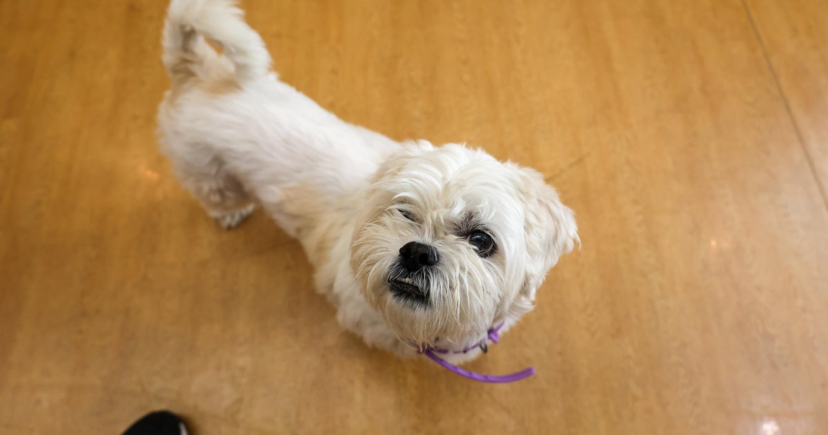 Meet our PAWS Chicago Pet of the Week - Taj - CBS Chicago