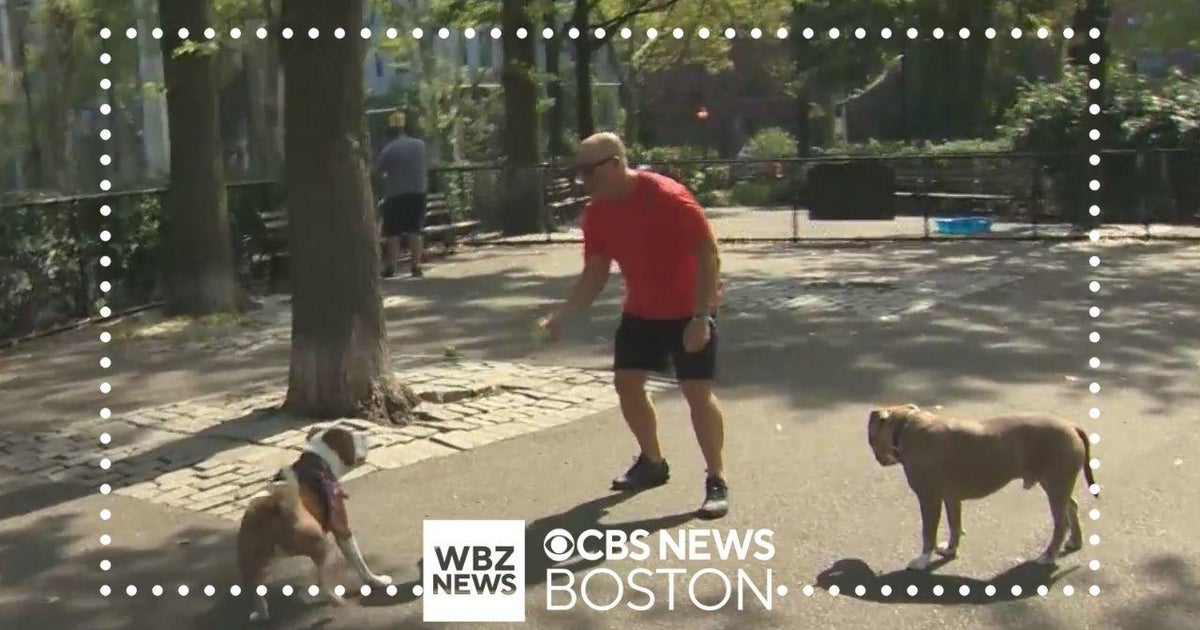 New research shows dogs can help people lower stress and concentrate ...