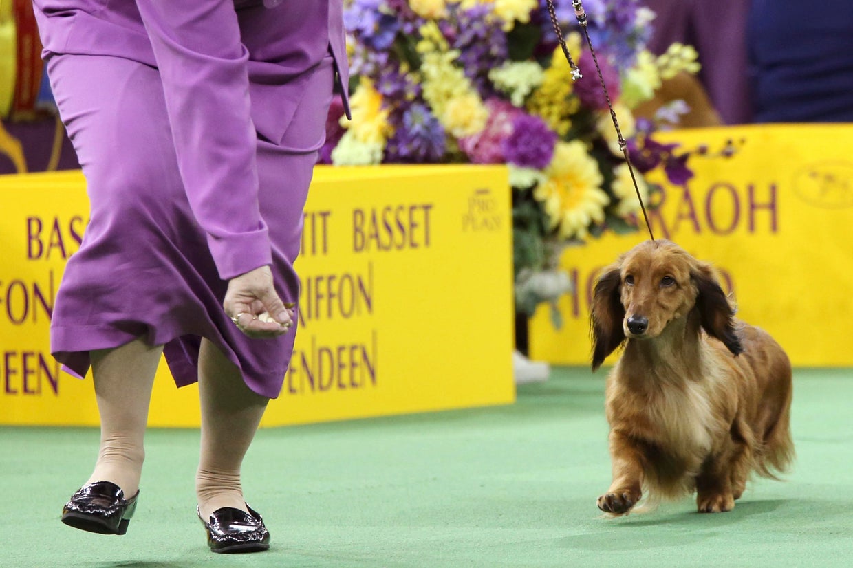 Most popular dog breed rankings are released. Many fans are not happy ...