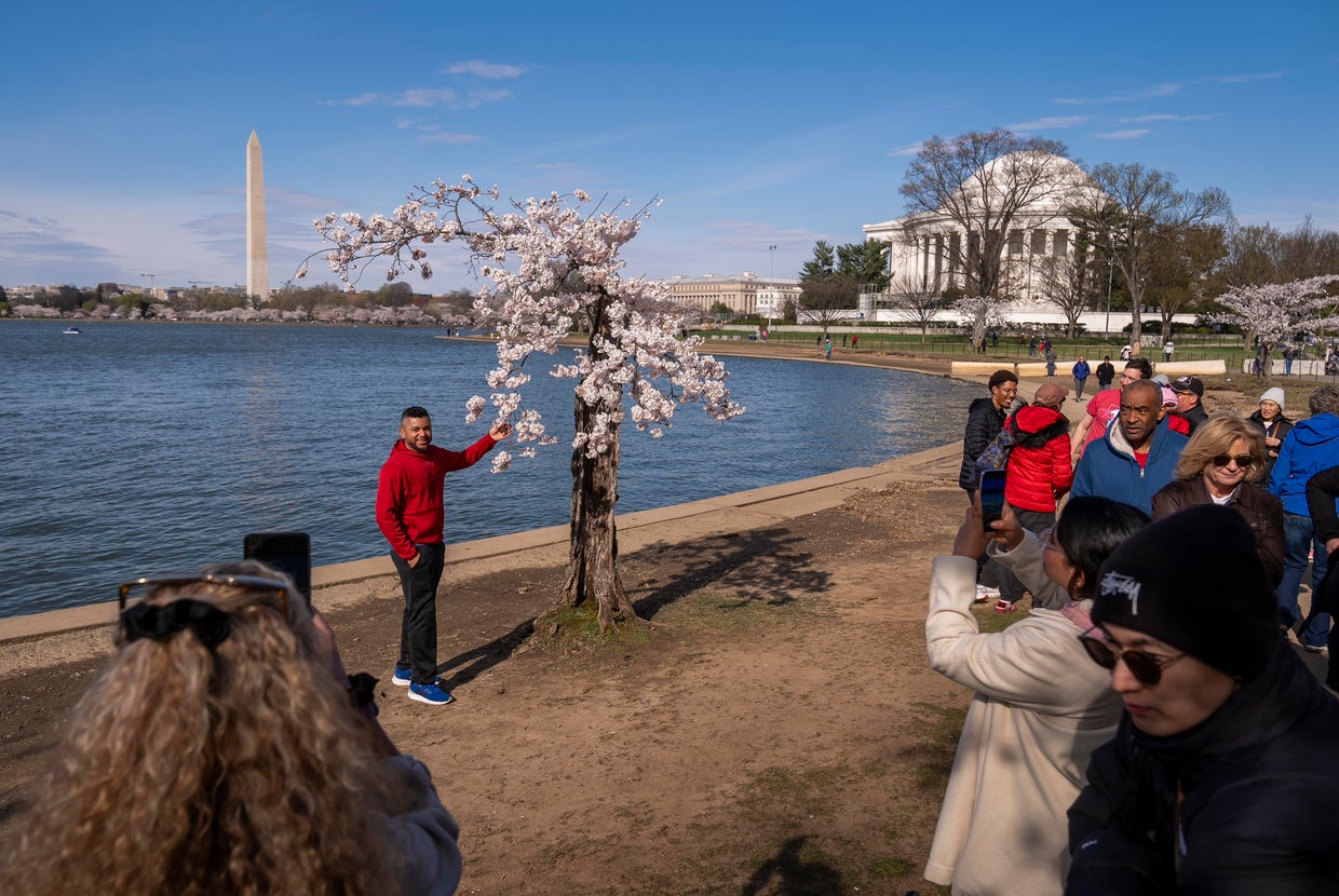 Over 100 cherry blossom trees in DC's Tidal Basin are being cut down ...