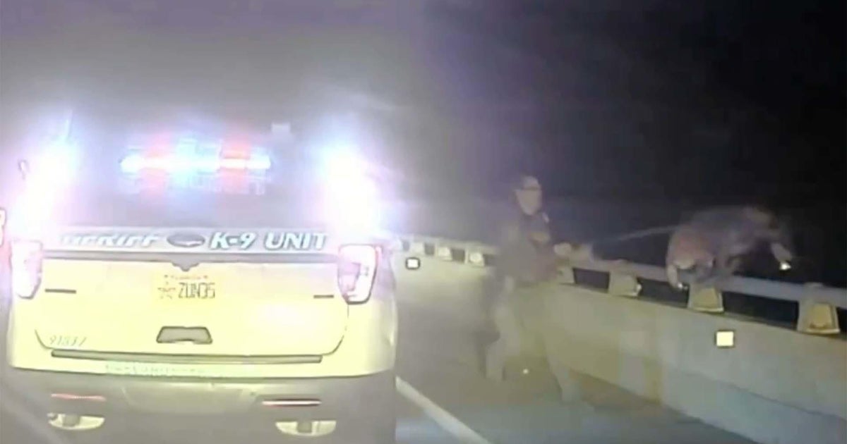 Dramatic rescue video shows a police dog jumping off a bridge and being saved with his leash ...