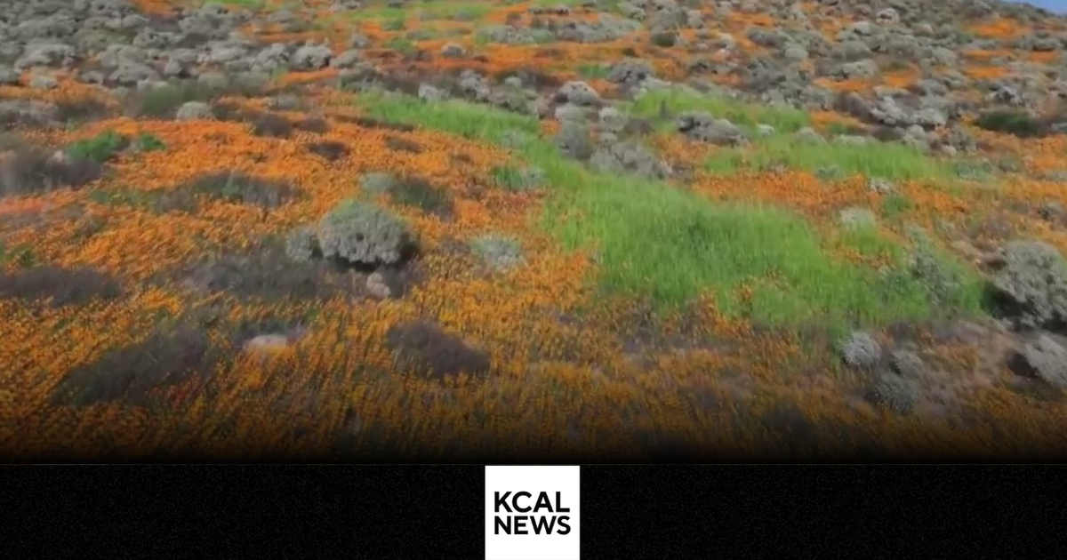 No poppy super bloom for Southern California this spring - CBS Los Angeles