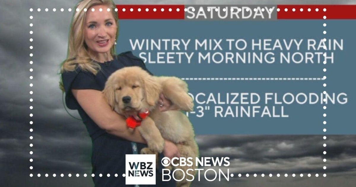 Celebrating National Puppy Day with Izzy the dog - CBS Boston
