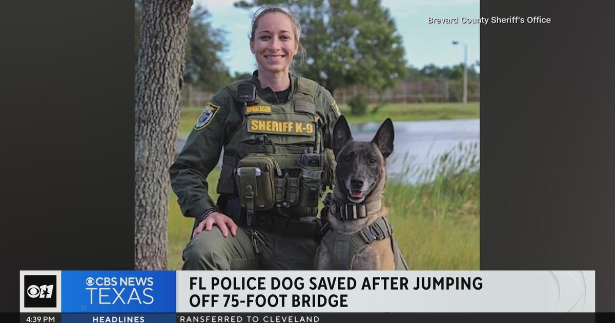 Florida police dog saved after jumping off 75-foot bridge - CBS Texas