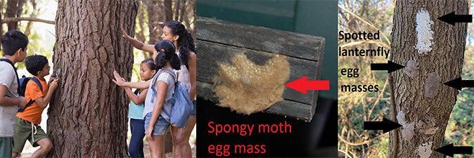 The government says to destroy these invasive, fuzzy mud-looking masses ...