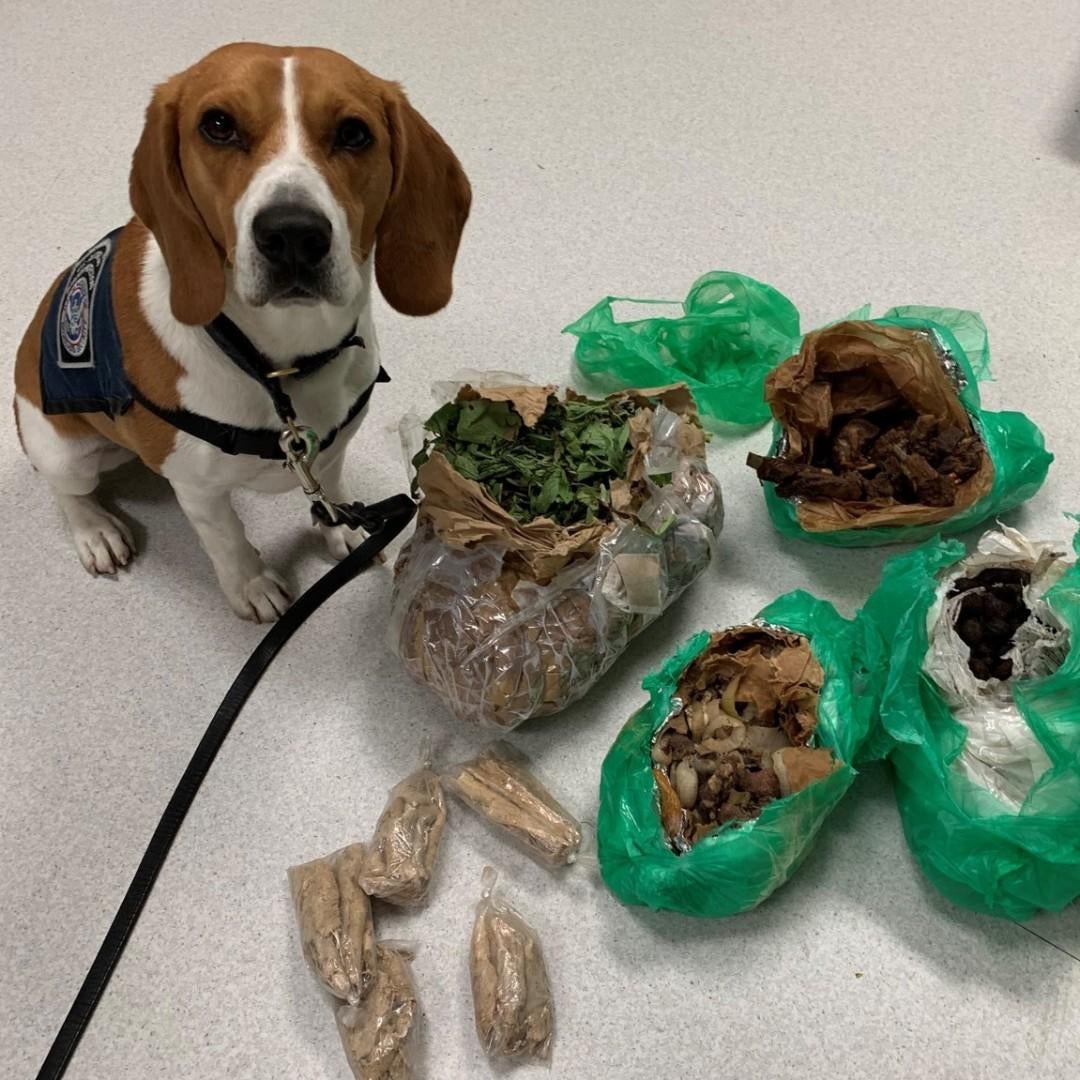 U.S. Customs K9 officer with more than 460 agriculture seizures at ... U.S. Customs K9 officer with more than 460 agriculture seizures at ...