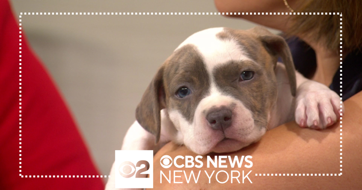 Furry Friend Finder: Wally - CBS New York