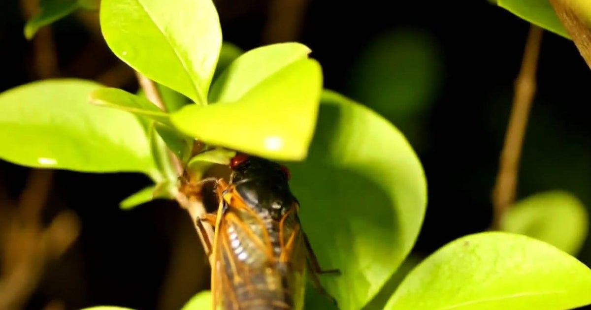 The cicadas are coming in Chicago -- what does that mean for your pets ...