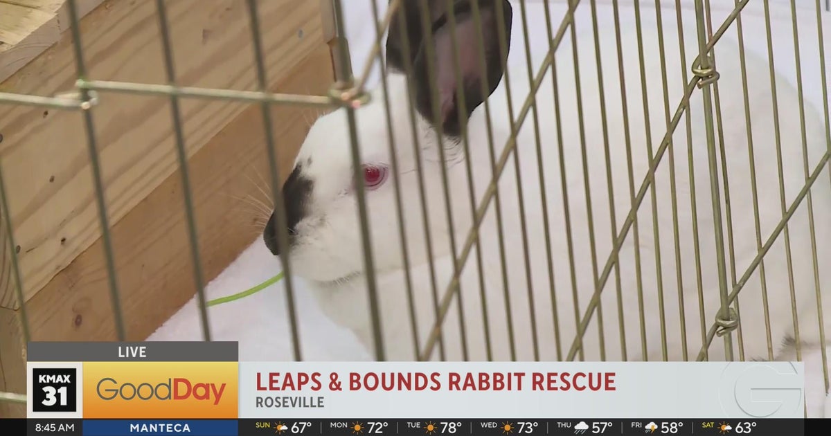 Leaps & Bounds Rabbit Rescue - Good Day Sacramento