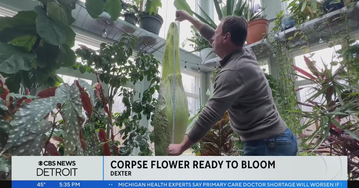Rare corpse flower ready to bloom in Michigan - CBS Detroit