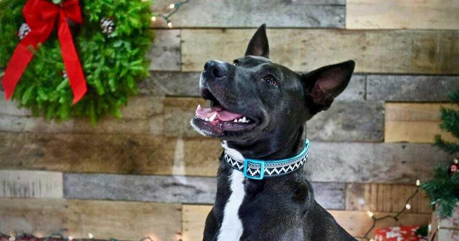 Suspect in southern Minnesota dog's killing has history of leaving ...