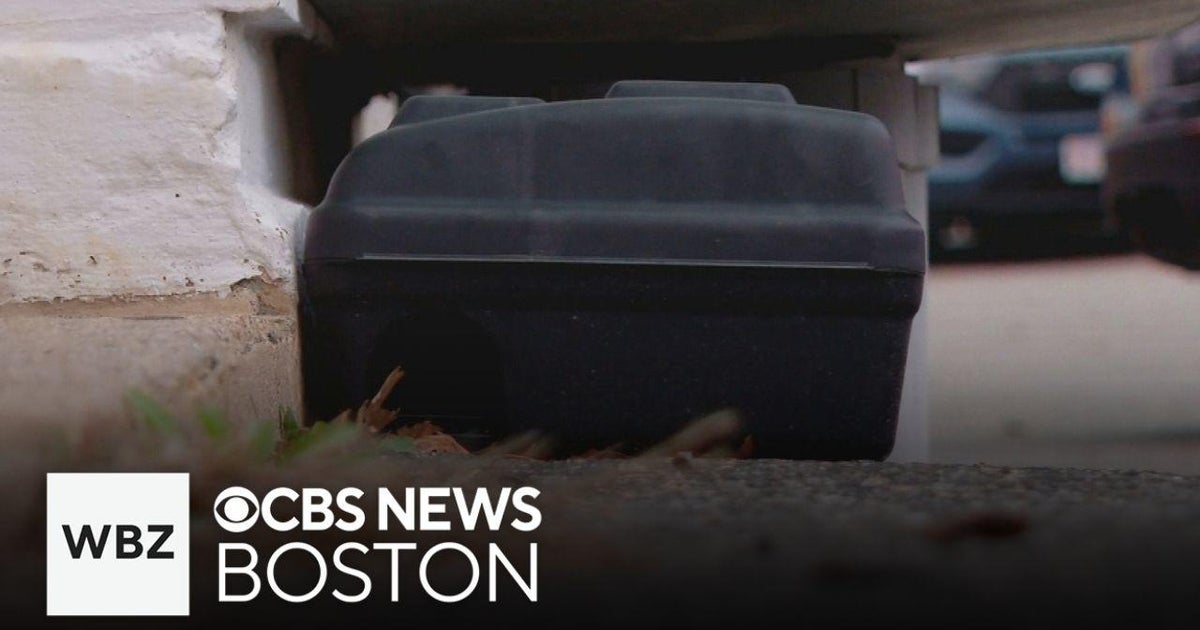 Allston festival to address rodent problem, turn rat traps into art ...