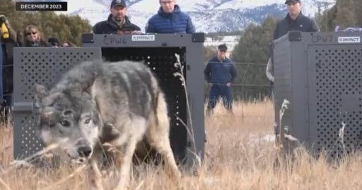 CPW confirms wolf that killed livestock is one that was reintroduced ...