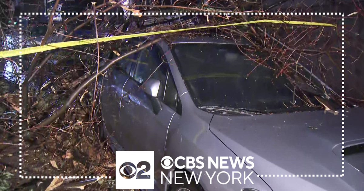Large tree falls onto power lines, parked cars in Manhattan - CBS New York