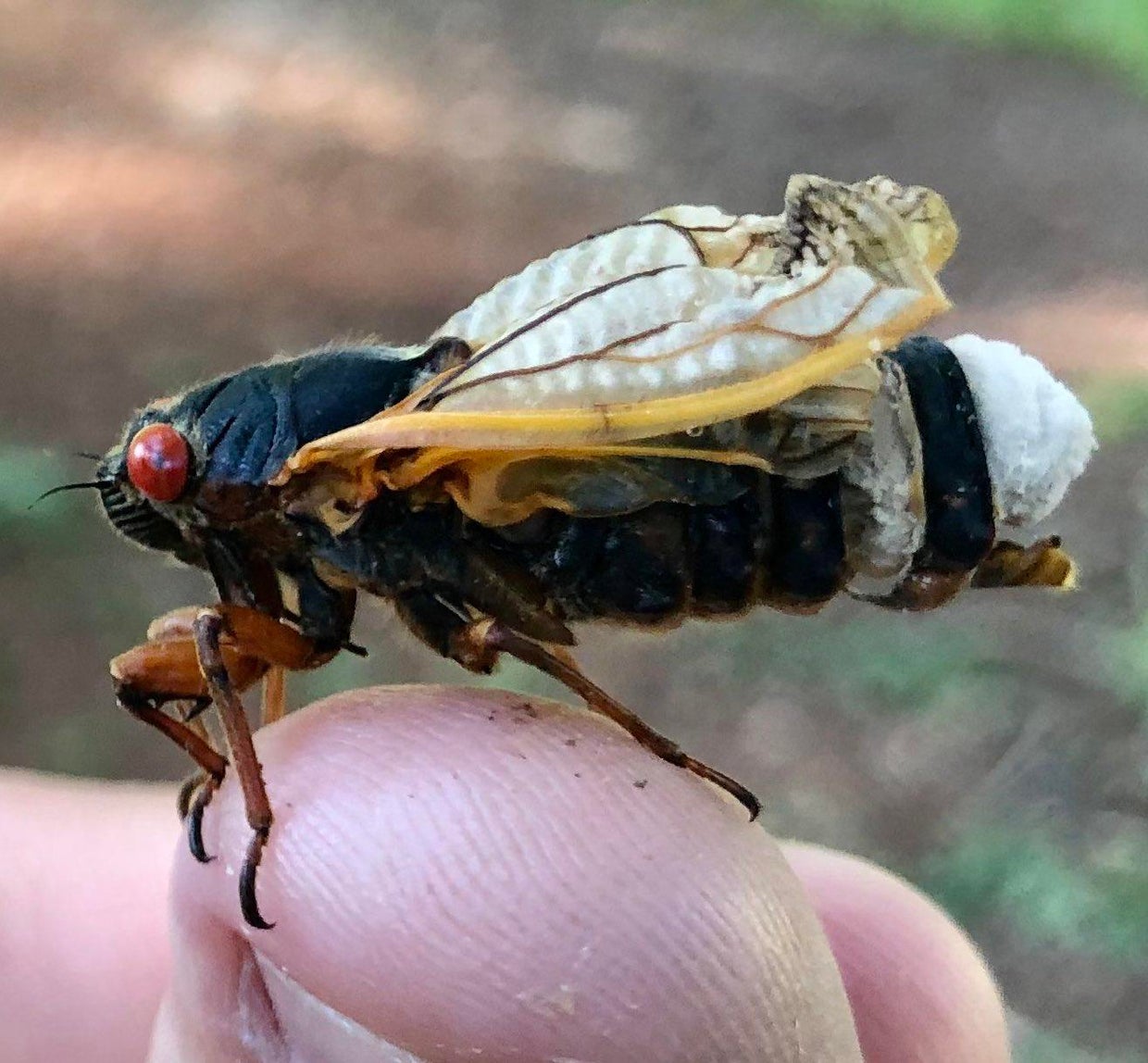 Periodical cicadas will emerge in 2024. Here's what you need to know ...