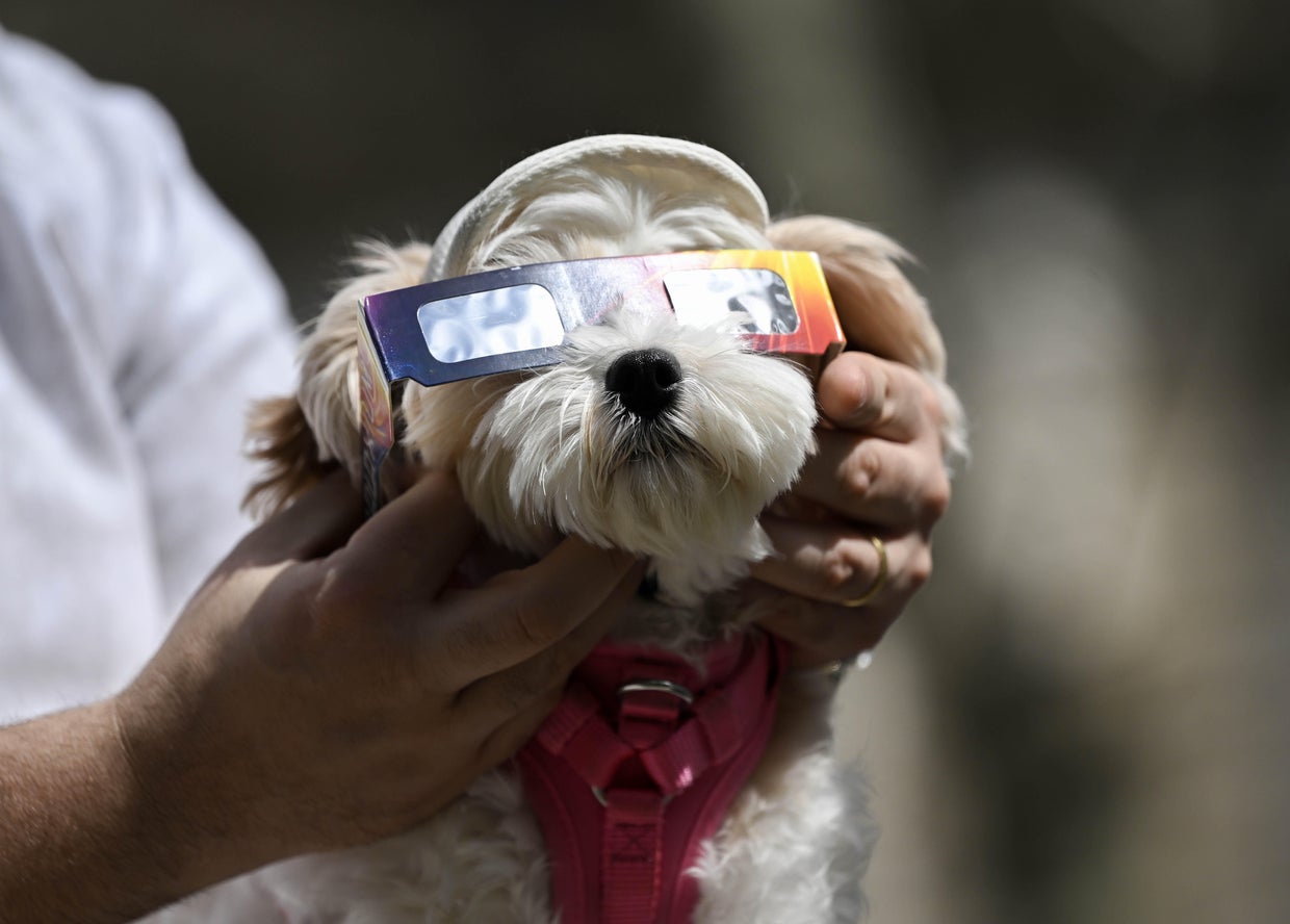 How does the solar eclipse affect animals? Veterinarians share insights ...