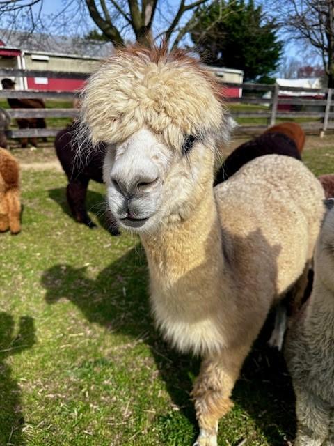Visiting Black Barn Alpacas in Finksburg | Where's Marty? - CBS Baltimore