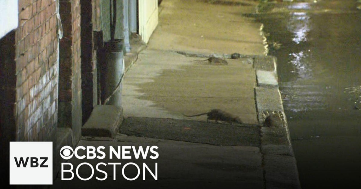 Boston awaiting "rat report" results before creating "rat czar ...