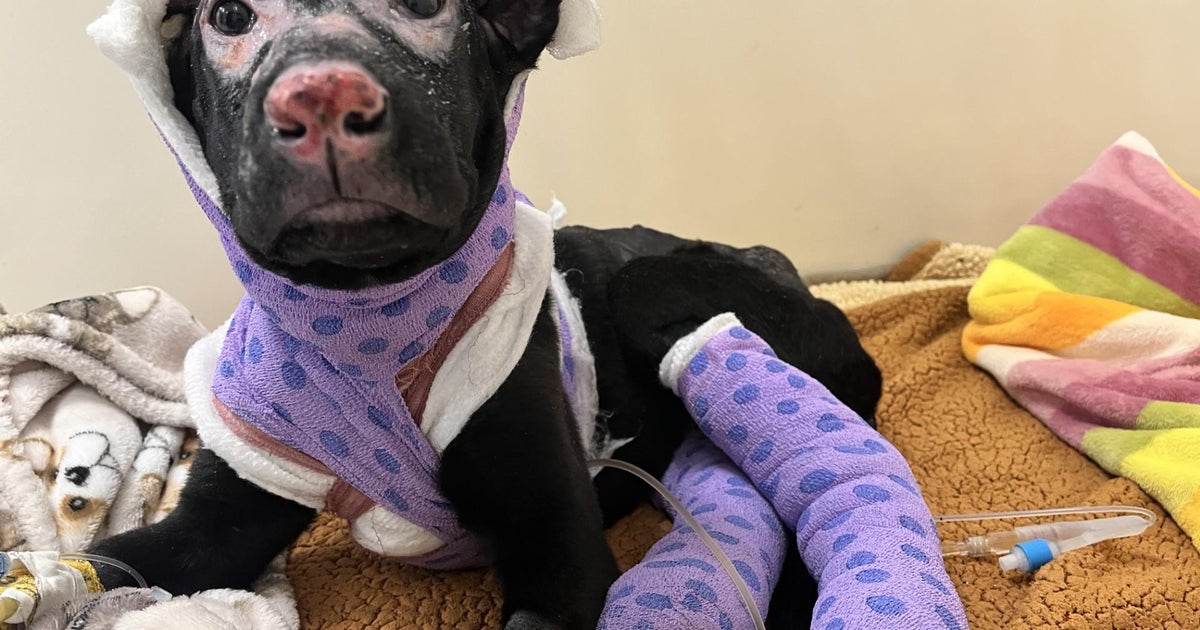 Dog severely burned and abandoned by owner in San Bernardino - CBS Los ...