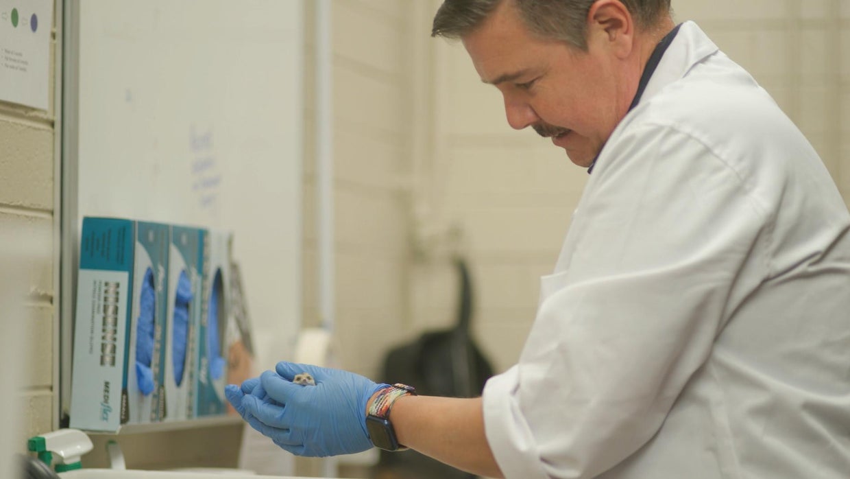 Reports of Tasmanian tiger sightings come by the thousands as Aussies ...