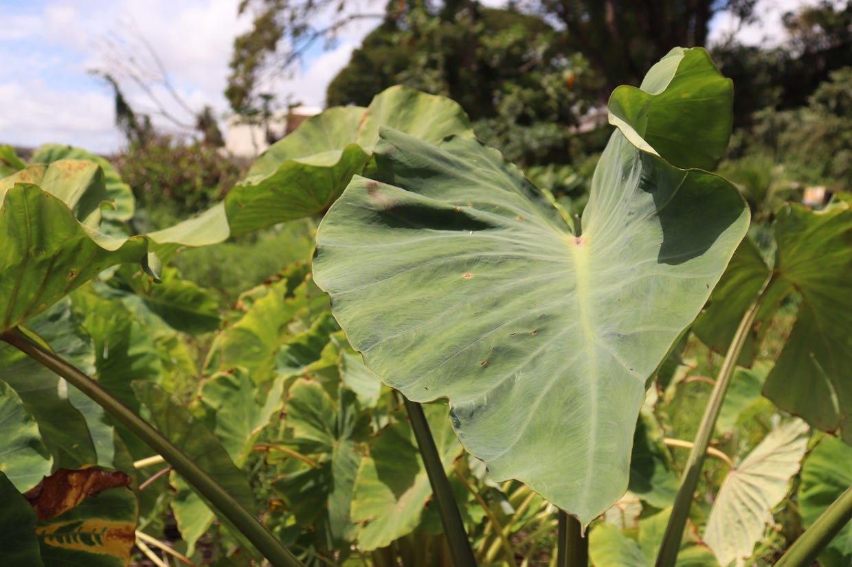 Hawaii is "on the verge of a greater catastrophe," locals say, as water ...
