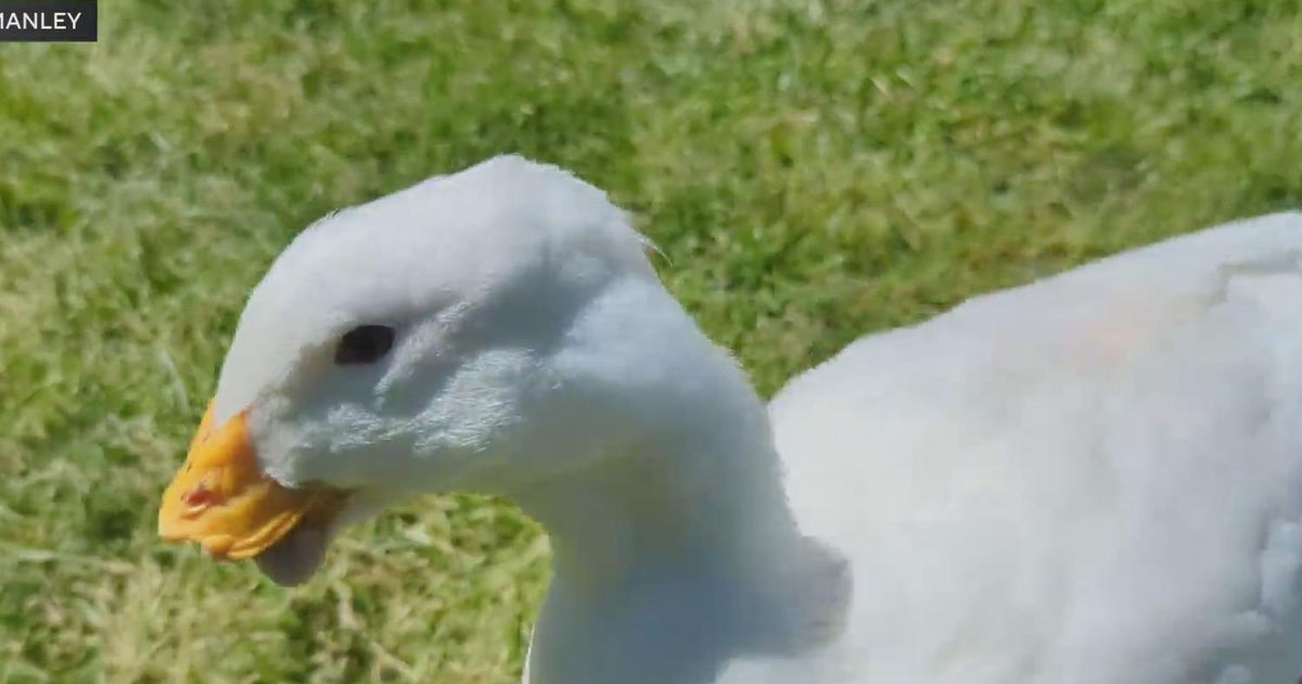 Texas school 3D prints new bill for a duck in need | "Help for Polly ...
