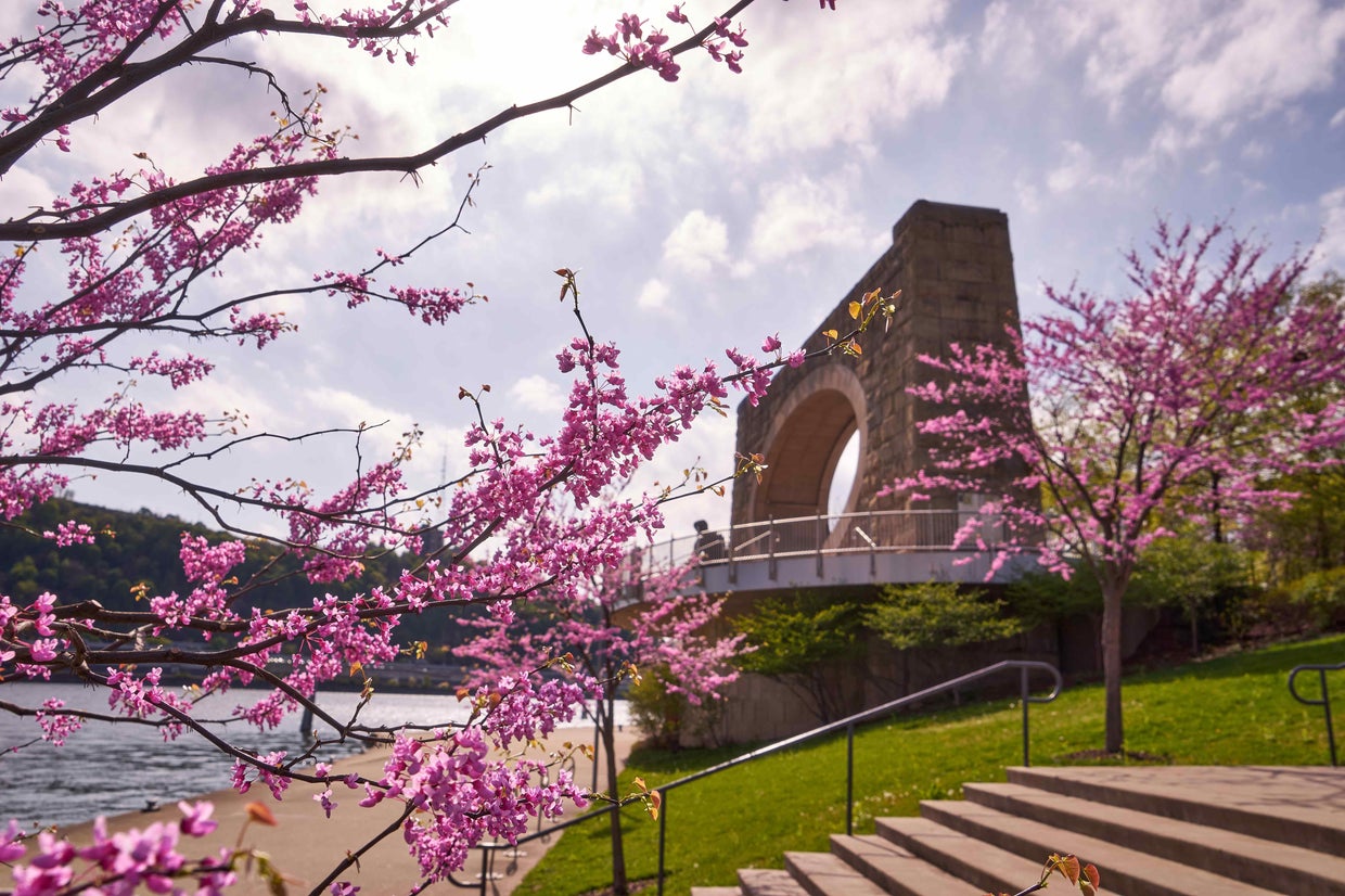 Pittsburgh's beautiful eastern redbud trees are in bloom - CBS Pittsburgh