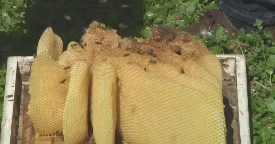 Bee Friendly Apiary talks raising bees and rescuing them from homes | Where's Dennis? - CBS ...