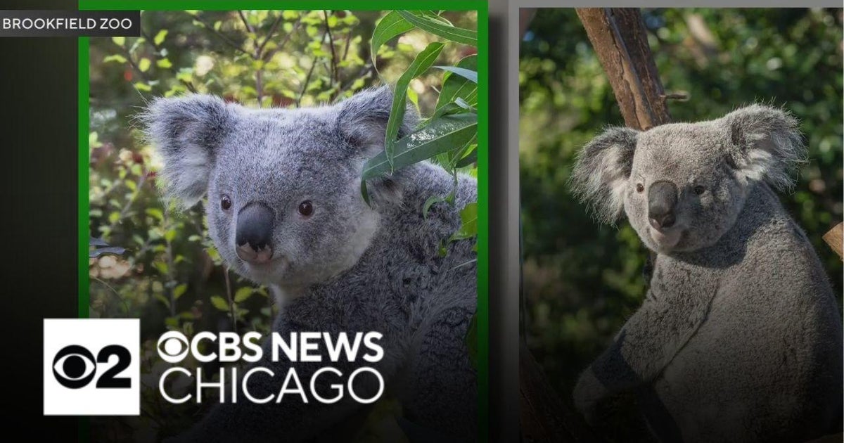 Visitors can check out 2-year-old koalas at Brookfield Zoo Chicago ...
