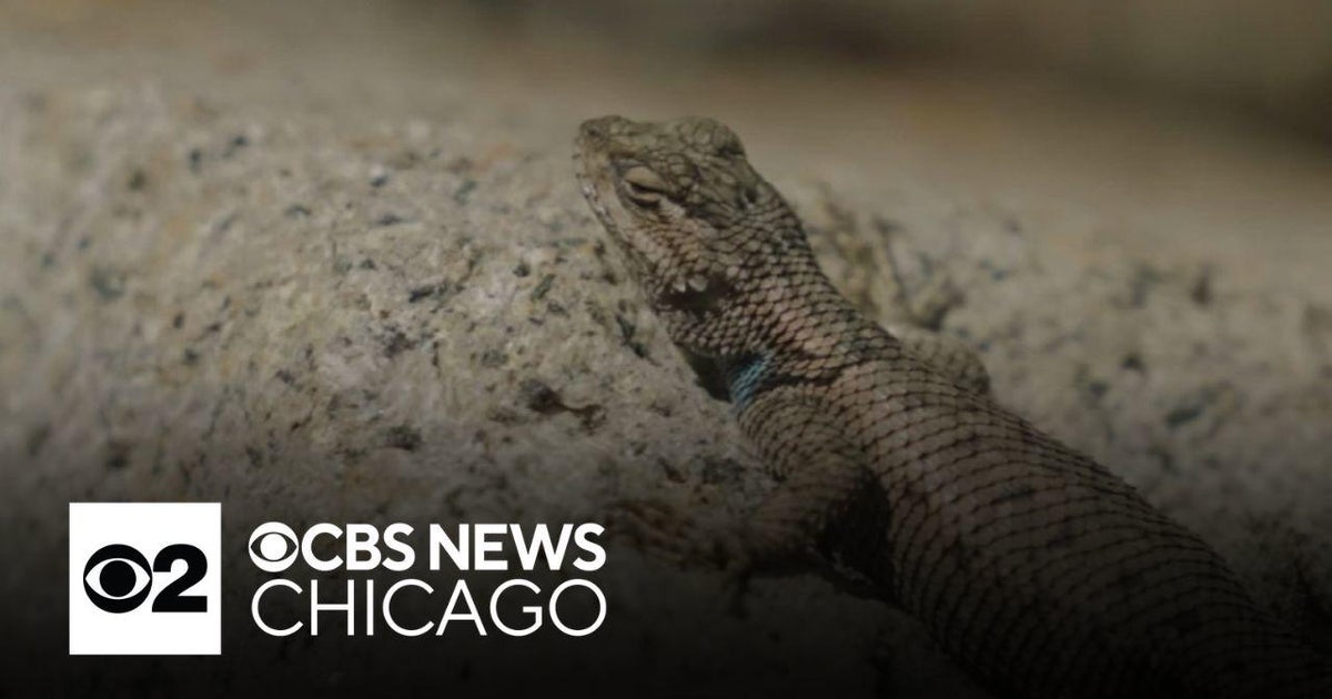 Scientists researching animals threatened with extinction from climate ...