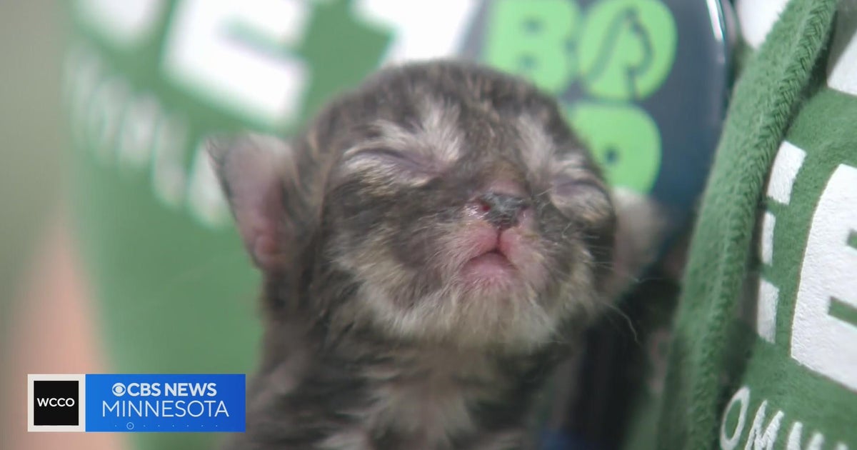 Cats rescued from Iron Range home arrive at shelter - CBS Minnesota