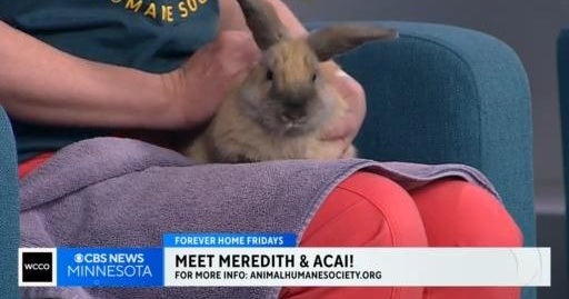 Adopting bunnies through the Animal Humane Society - CBS Minnesota