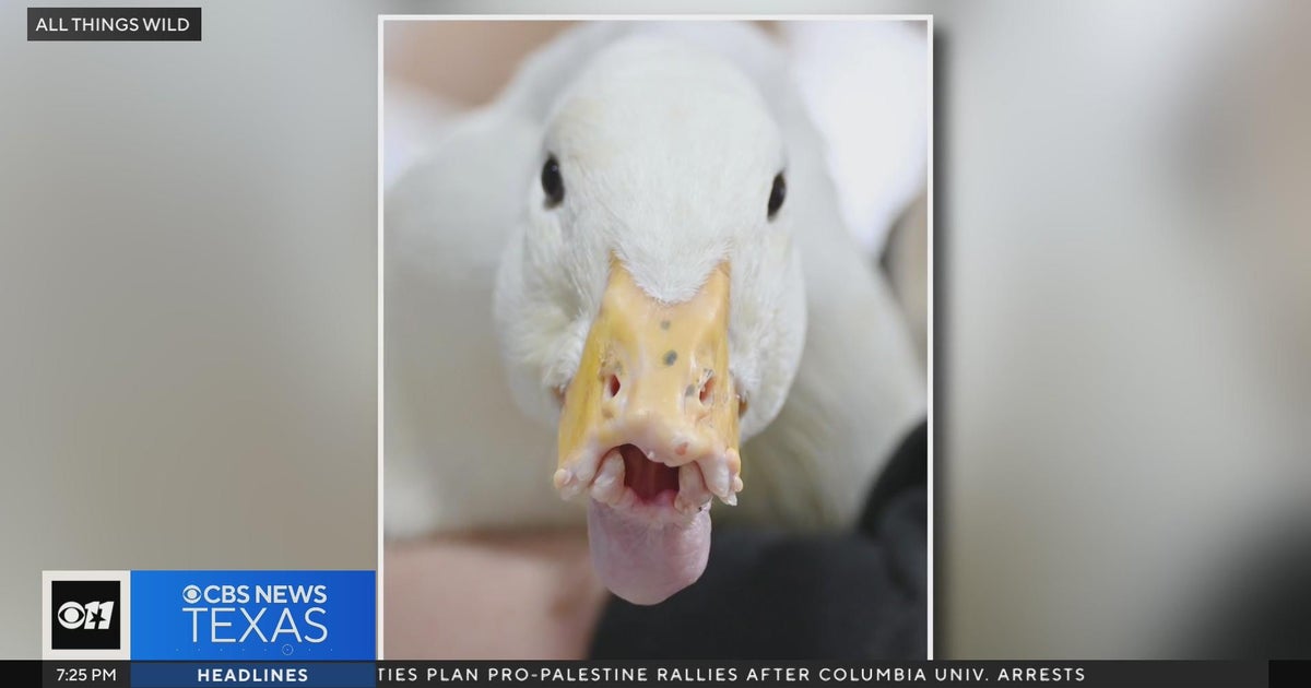 Group comes to the aid of Polly the Duck - CBS Texas