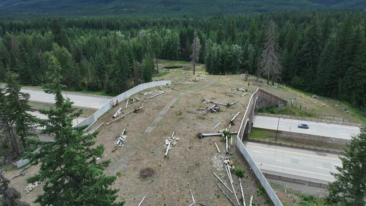 How wildlife crossings protect both animals and people - CBS News