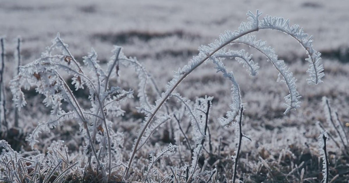 How to save plants that get hit by an unexpected frost - CBS Pittsburgh