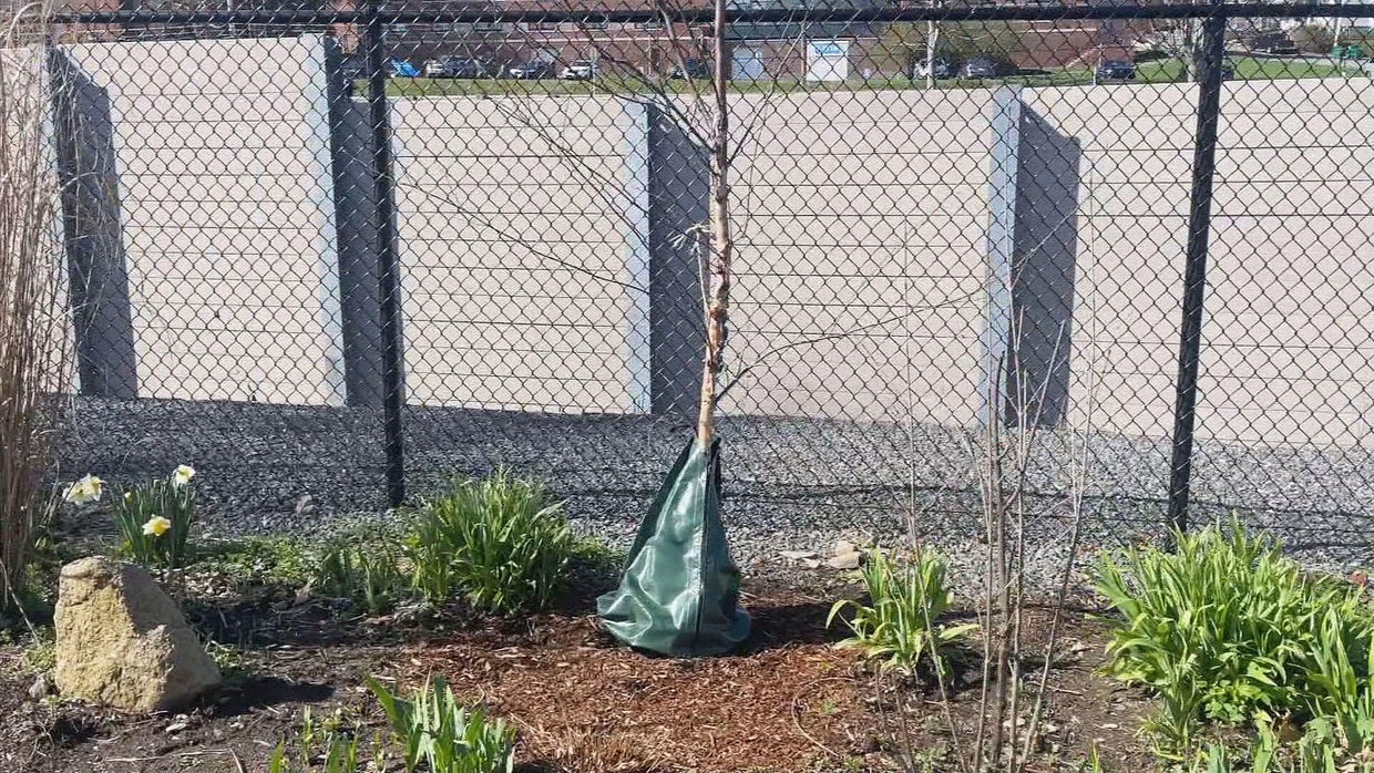 Dozens of free trees planted to make this Massachusetts city a little ...