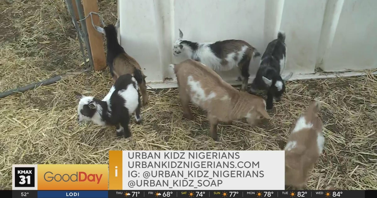 Urban Kidz Nigerians - Good Day Sacramento
