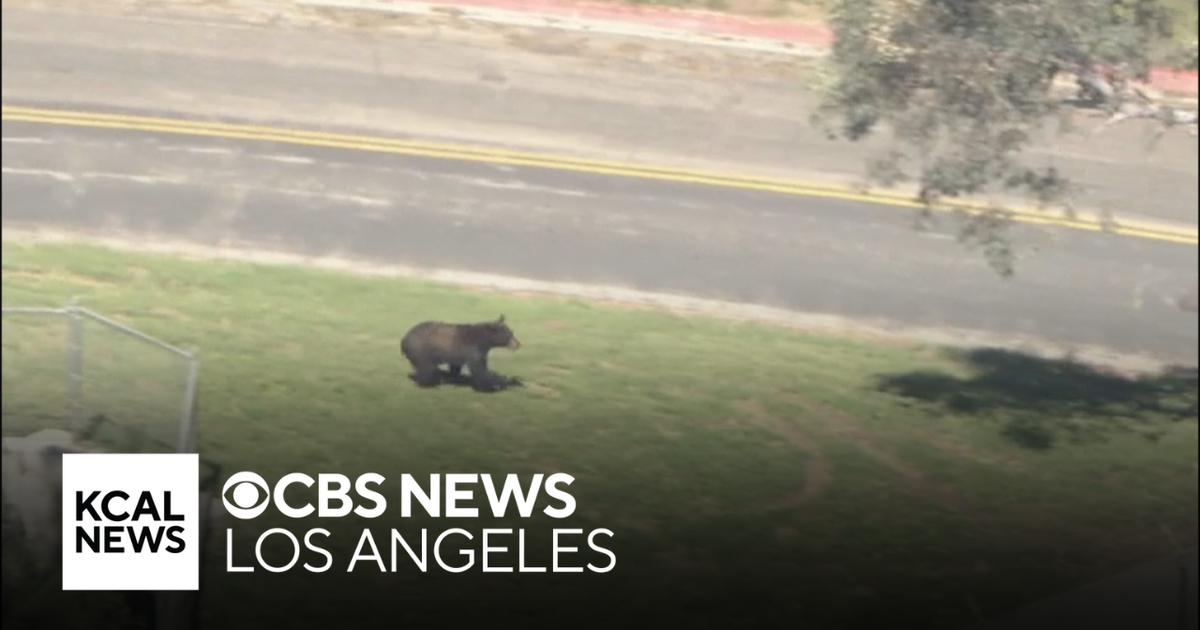Bear runs through Castaic park, hides from wildlife officials in tall ...