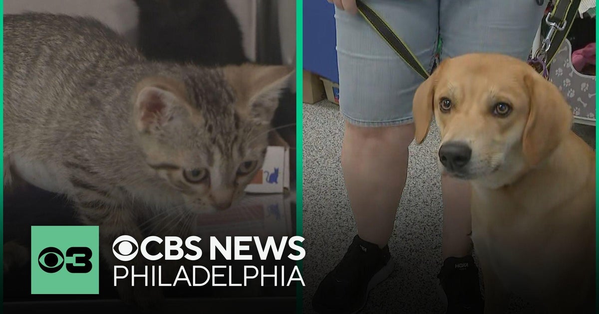 Meet Voorhees Animal Orphanage's pets you can adopt on National Adopt a ...