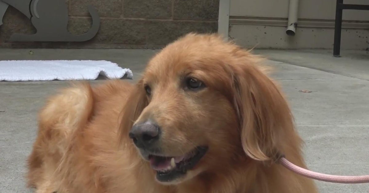 Davis rescue dog Frannie's weight loss journey makes her internet ...