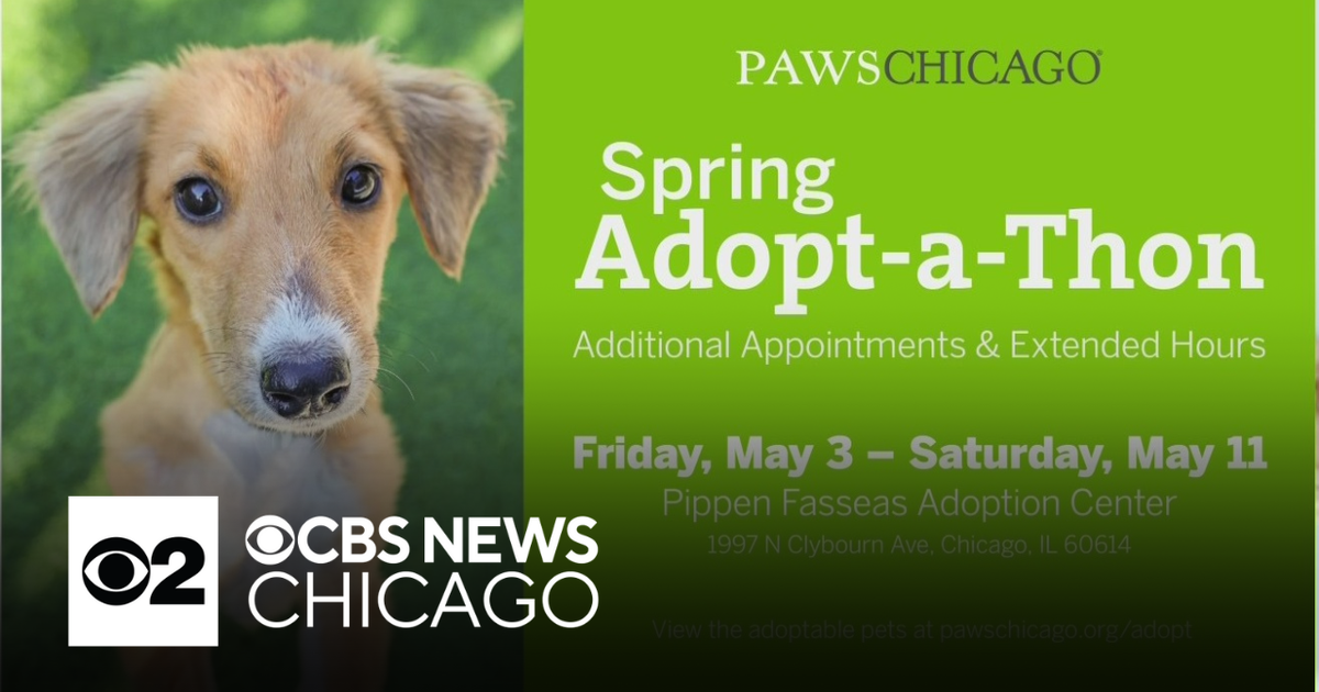PAWS Chicago kicking off spring Adopt-a-Thon - CBS Chicago