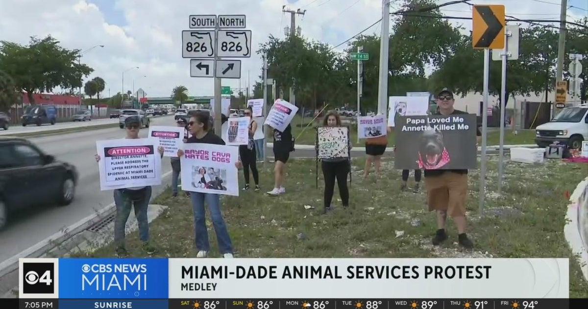People protest treatment of animals at Miami-Dade shelters - CBS Miami