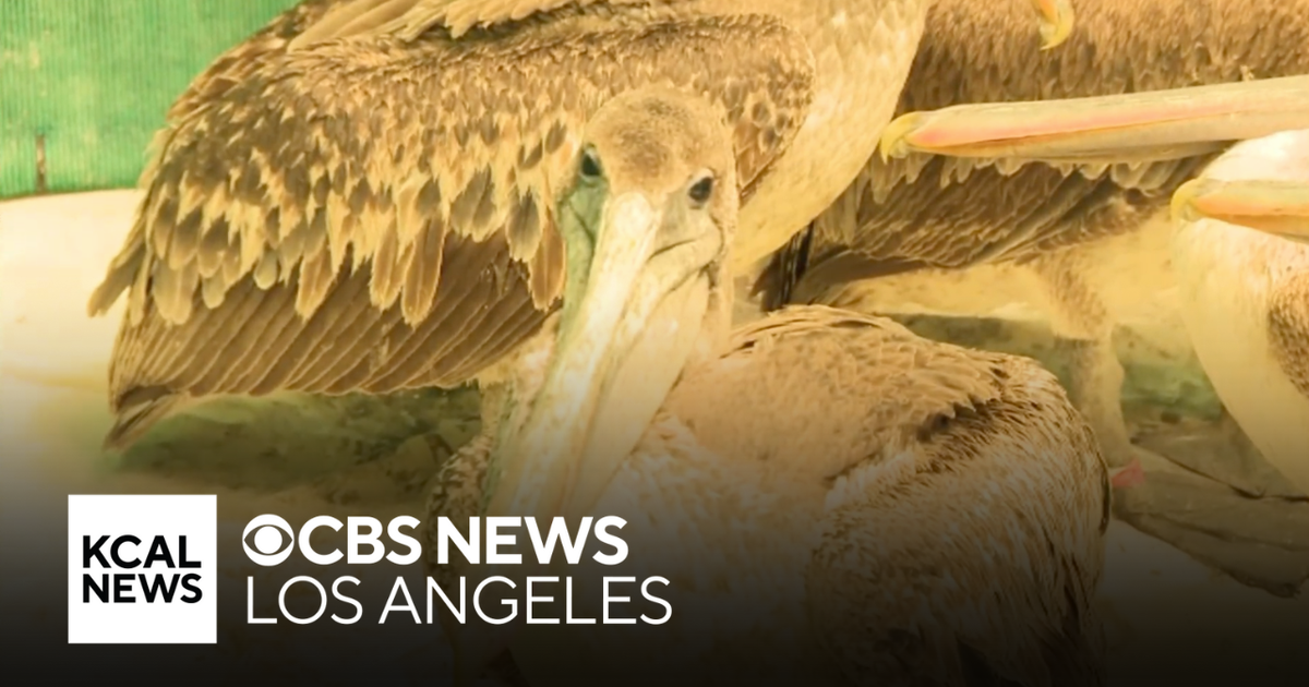 Dozens of sick pelicans overrun SoCal wildlife centers - CBS Los Angeles