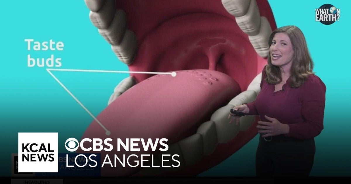 An exploration of taste and our tastebuds | What on Earth? - CBS Los ...