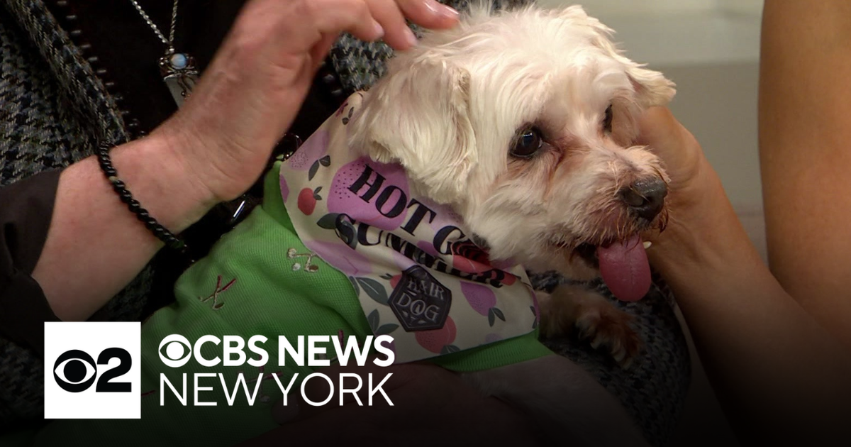 Furry Friend Finder: William - CBS New York