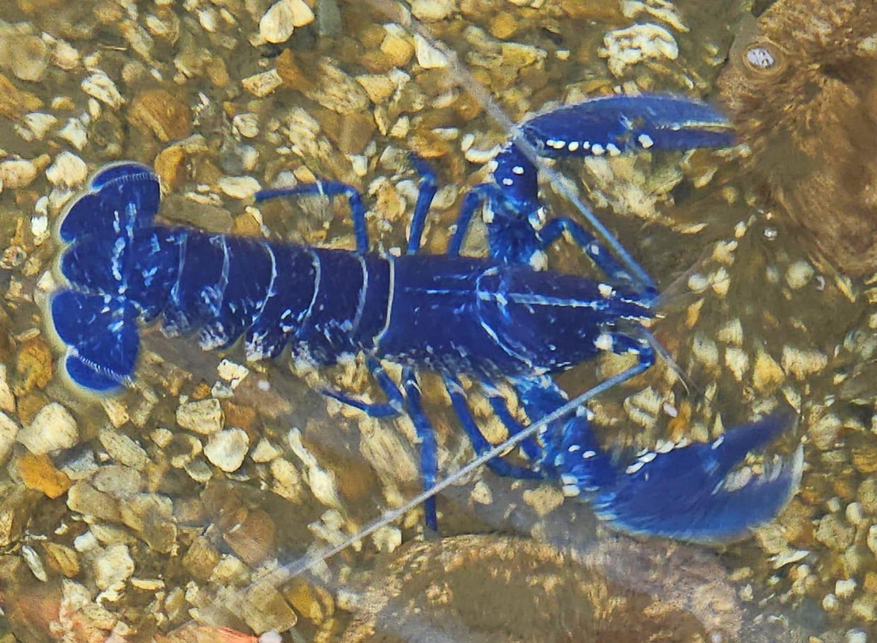 Extremely rare blue lobster found off coast of English village ...