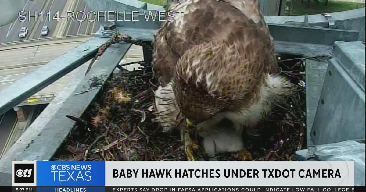 Baby hawk hatches under TxDOT camera - CBS Texas