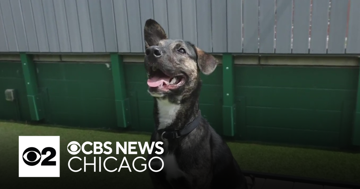 Meet PAWS Chicago's Pet of the Week, Jedi - CBS Chicago
