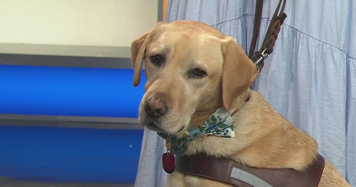 Guide Dogs For the Blind helping people move through the world safely ...