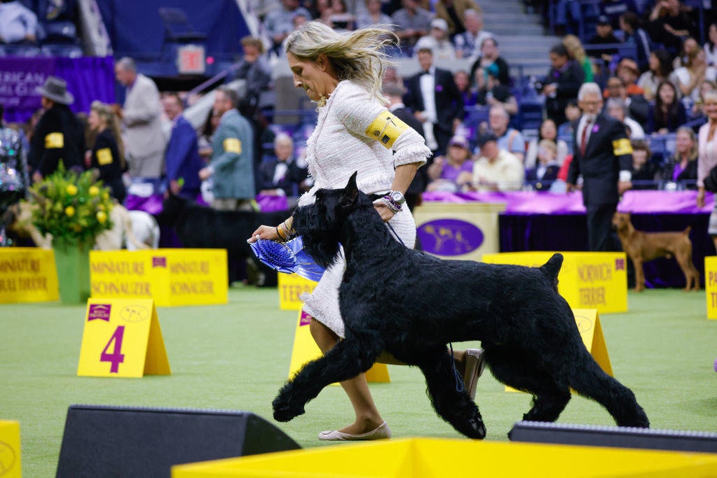 Sage, a miniature poodle, wins the Westminster Dog Show - CBS News
